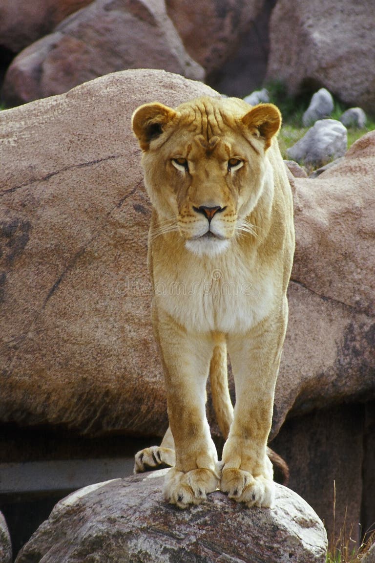 331 Beautiful Lioness Standing Stock Photos - Free & Royalty-Free Stock ...