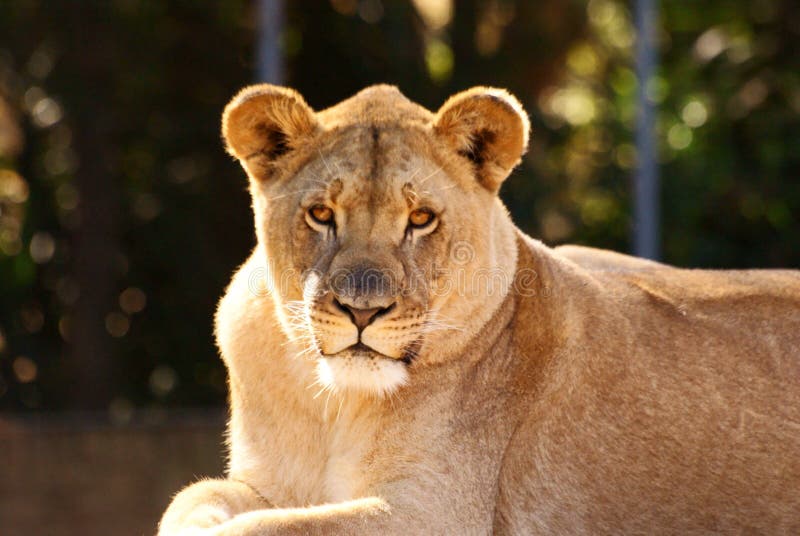 Lioness stock photo. Image of yellow, africa, nature, wildlife - 9742898
