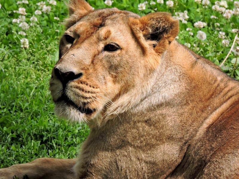 Lioness. stock image. Image of exclusive, water, giant - 41243091