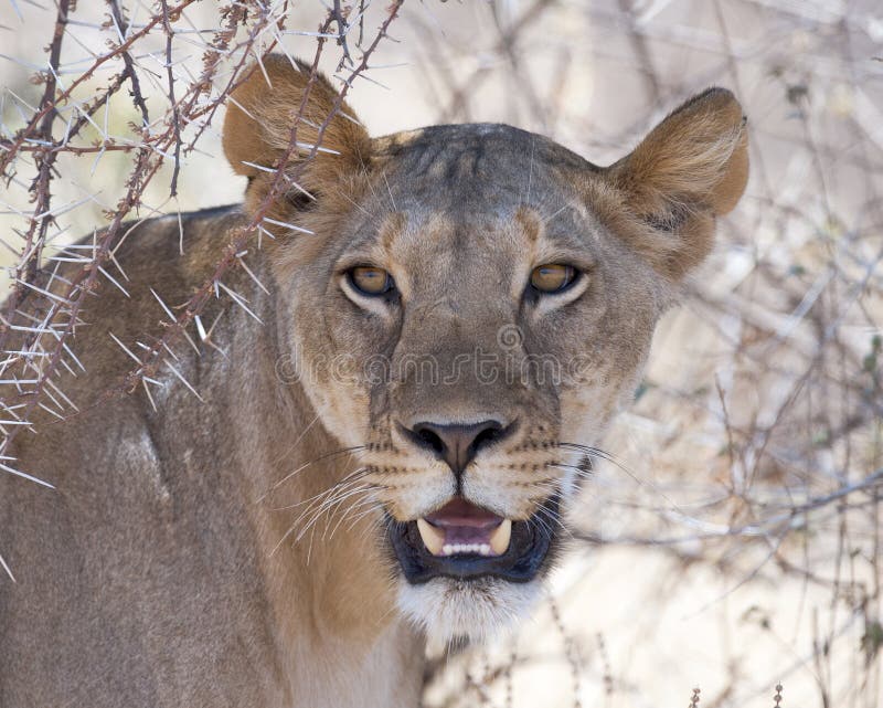 Lioness stock photo. Image of animals, looking, lioness - 31420638