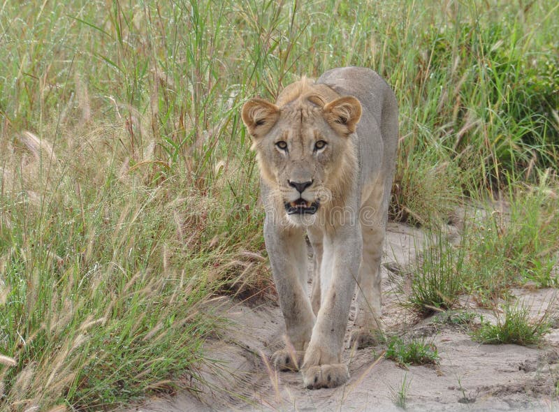A Lioness Approaching Our Vehicle Stock Image - Image of attentive ...