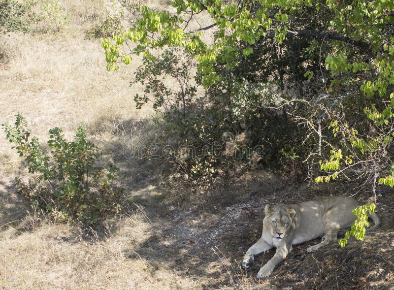 Lioness Asleep in the Shade Under a Tree. Taigan Park Stock Image ...