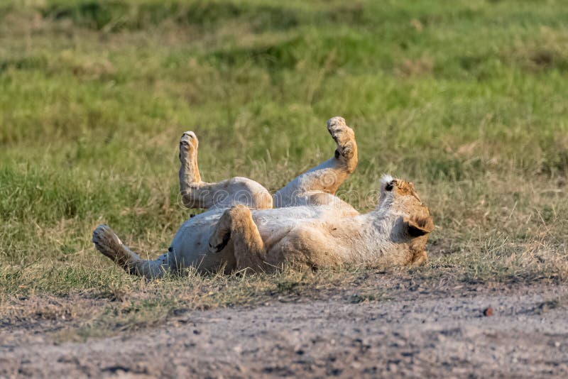 Lioness on her back stock image. Image of habitat, lion - 18202377