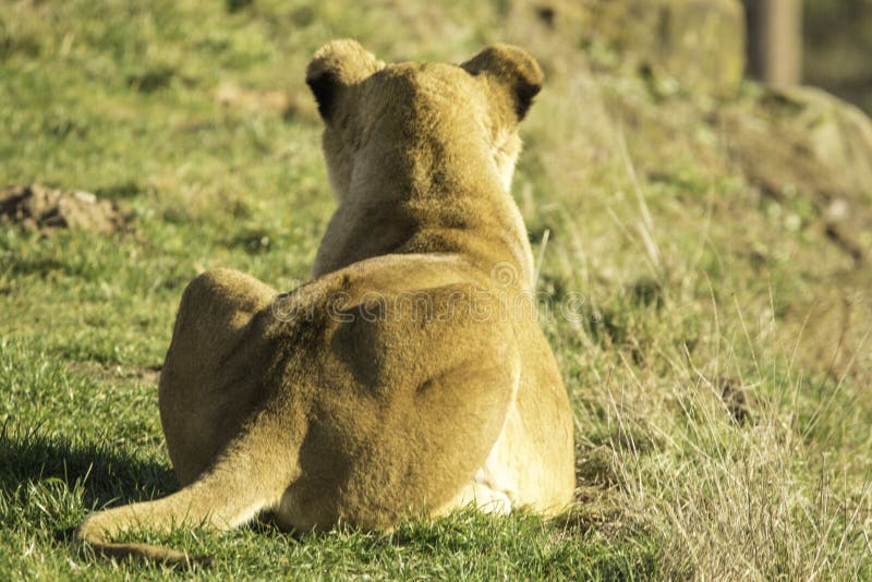 119 Lioness Rear Stock Photos - Free & Royalty-Free Stock Photos from ...