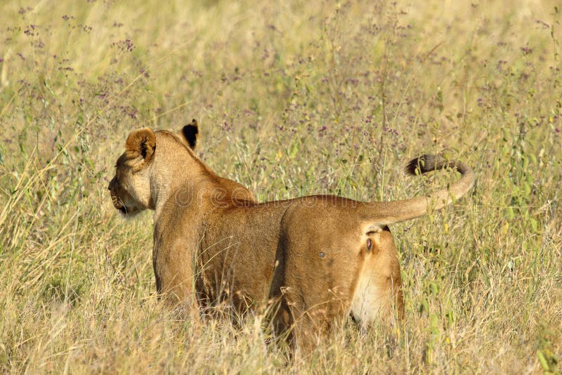 Lioness From Behind Royalty Free Stock Photography - Image: 32325417