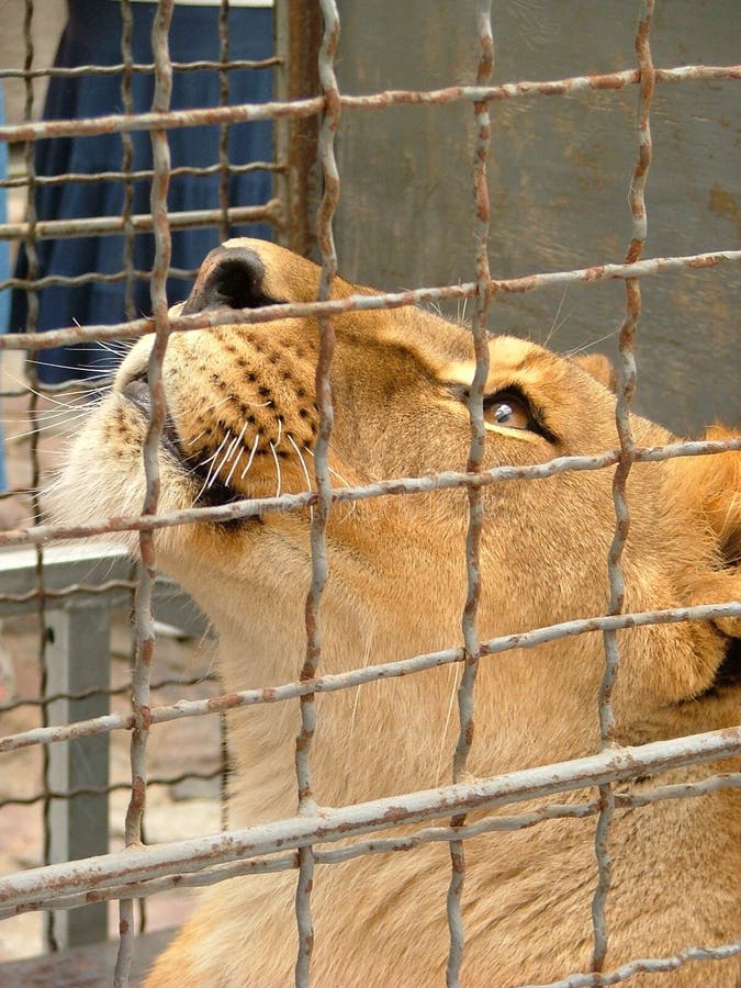 Sad Lioness in the Cage of the Zoo. Singl Lion Resting on Stone Floor ...
