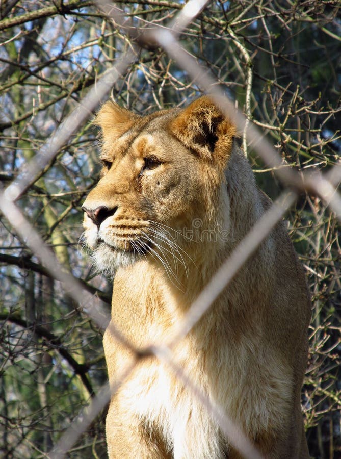 115 Sad Lioness Stock Photos - Free & Royalty-Free Stock Photos from ...