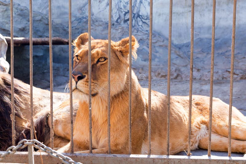 Lioness in Captivity in a Zoo Behind Bars. Power and Aggression in the ...