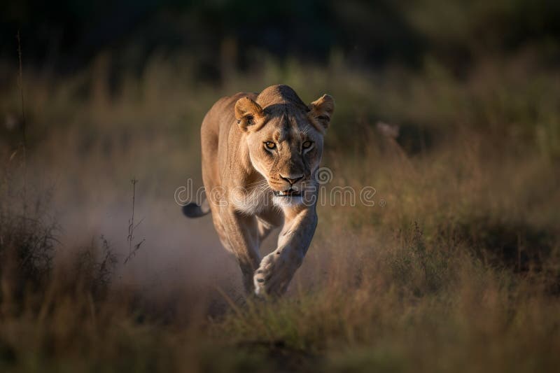 Lioness Roar Stock Illustrations – 248 Lioness Roar Stock Illustrations ...