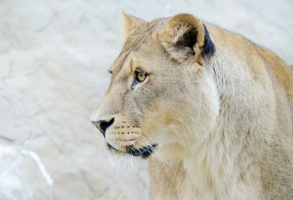 Lioness closeup profile stock photo. Image of africa - 31804000
