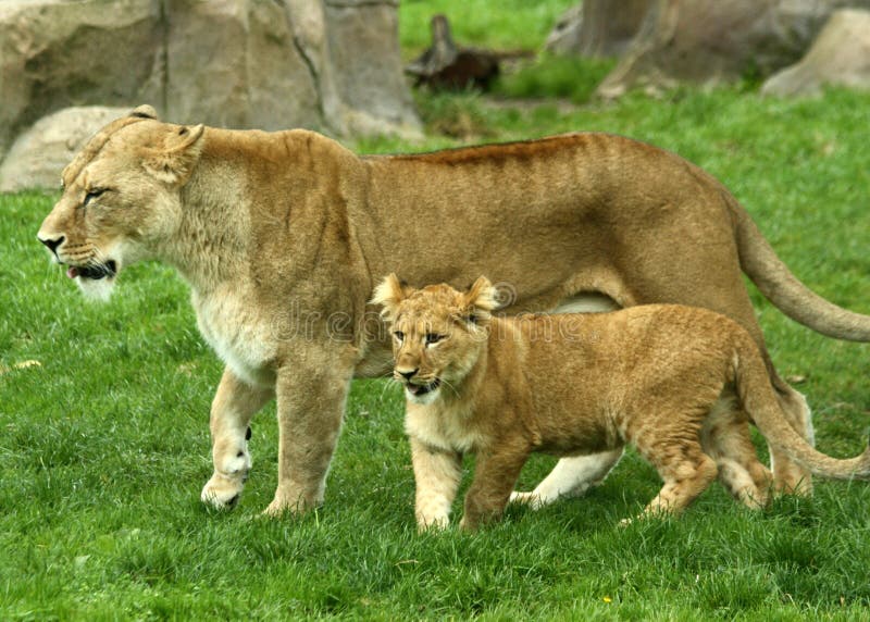 Lioness and Cub stock image. Image of lion, blackpoolzoo - 11312453