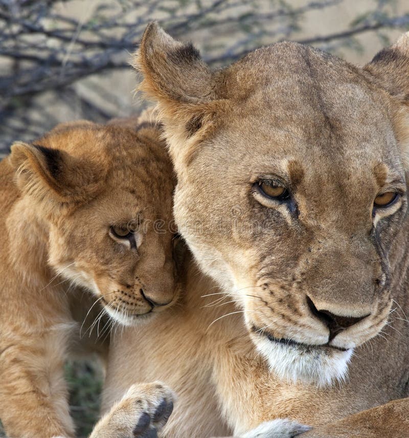 Lioness With A Cub