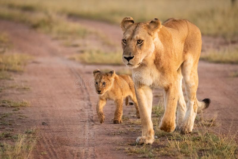 Lioness and Cub Walk on Sandy Track Stock Image - Image of game, dirt ...