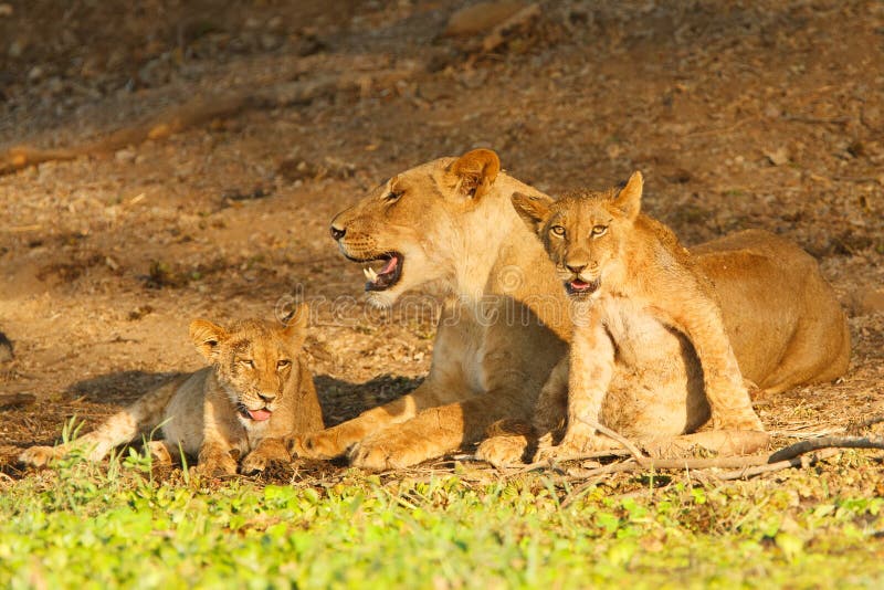 Lioness and four cubs stock photo. Image of mammiferi - 7415894