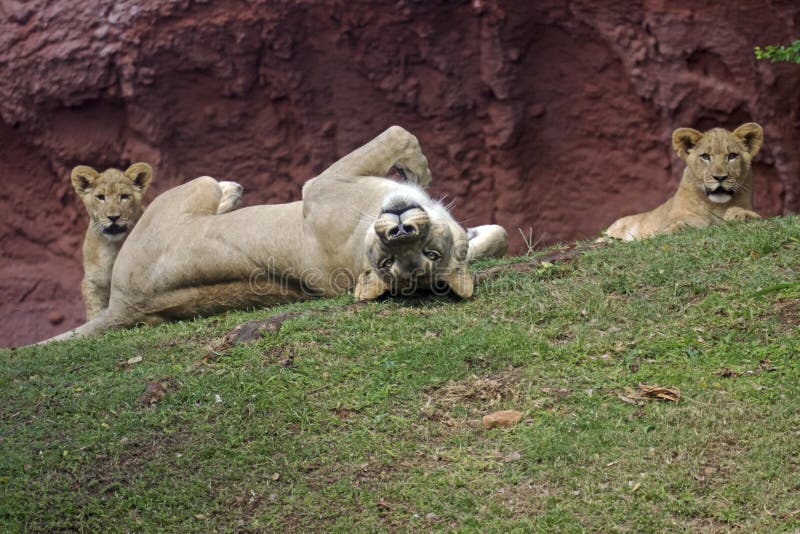 Lioness and four cubs stock photo. Image of mammiferi - 7415894