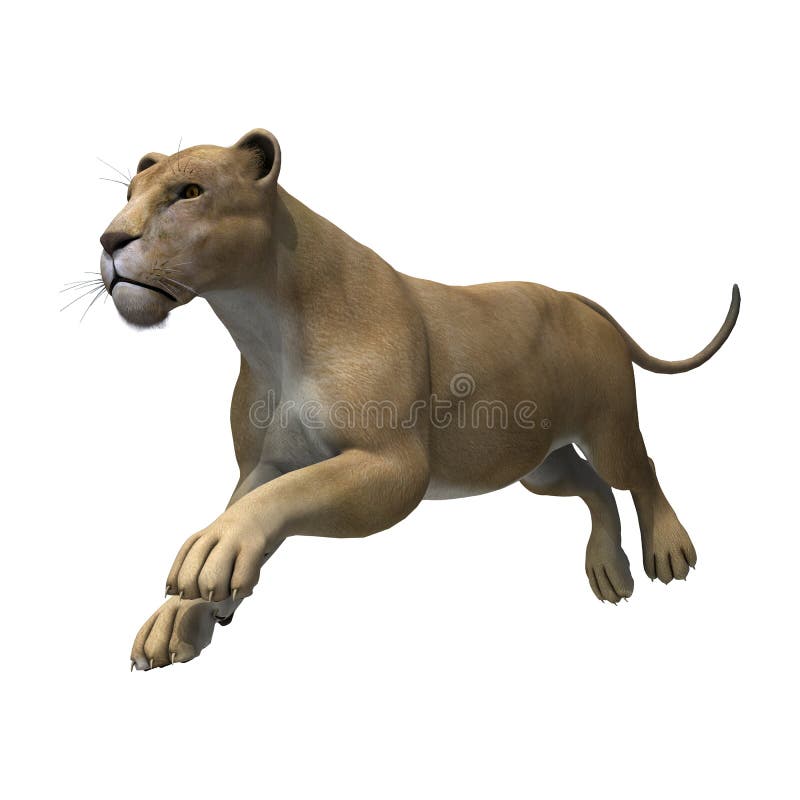 Lioness Running