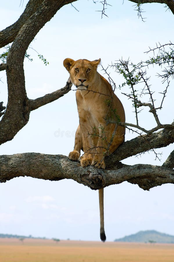 Lioness daring stock photo. Image of africa, wildlife - 10996134