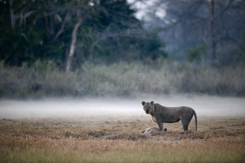 Lioness con la preda. immagine stock. Immagine di sopportato - 16694231