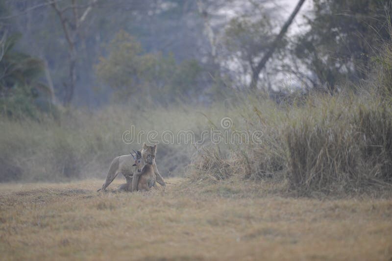 Leonessa con preda fotografia stock. Immagine di pelliccia - 16694428