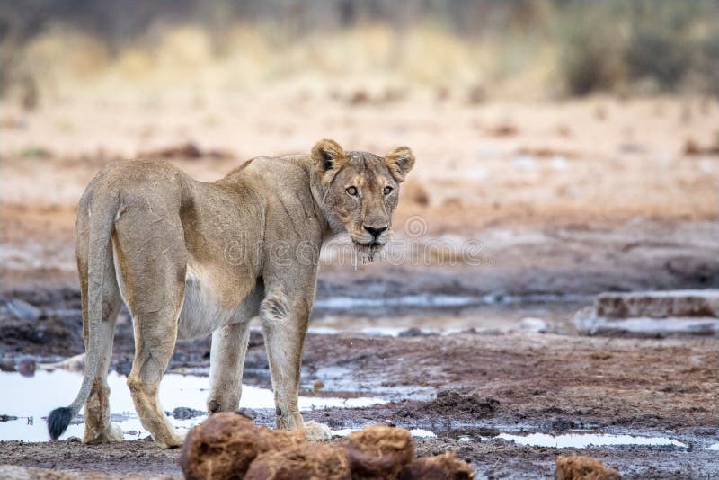 Lioness at Etosha National Park, Namibia Stock Image - Image of king ...
