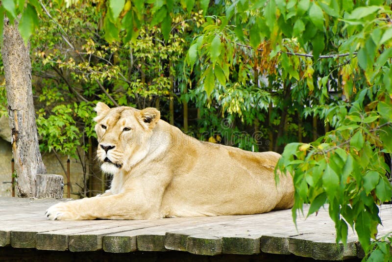 Lioness, Friendly Animals at the Prague Zoo Stock Image - Image of ...