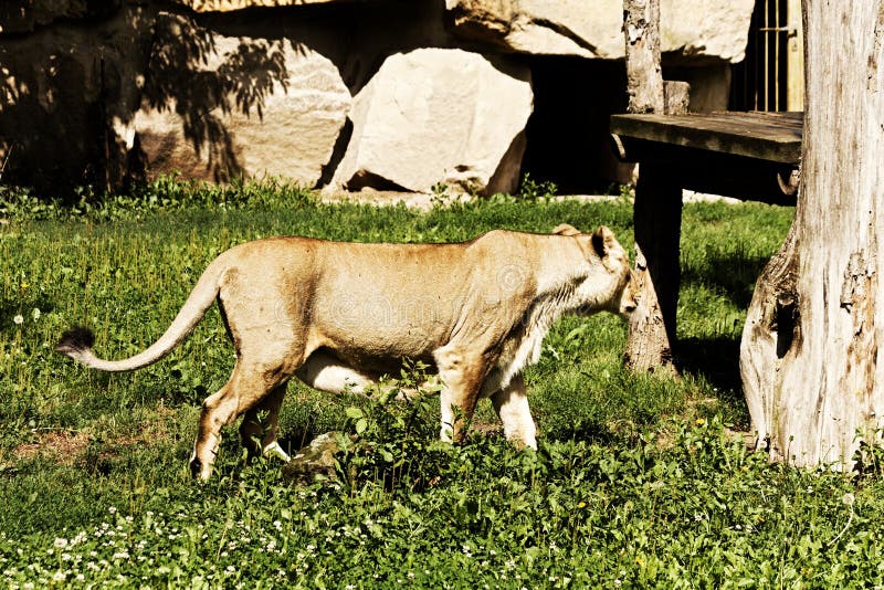 Lioness stock image. Image of peace, desert, natural - 43580033
