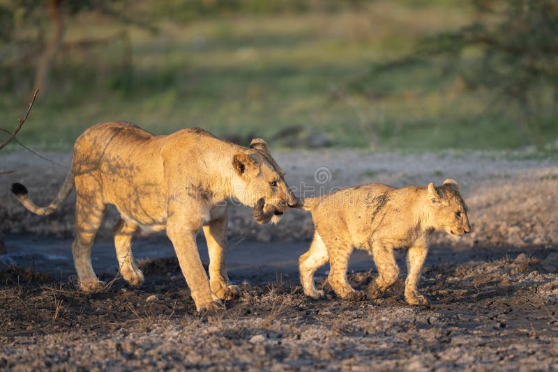 Two Lion Cubs Sitting on Top of a Rock Stock Photo - Image of rock ...