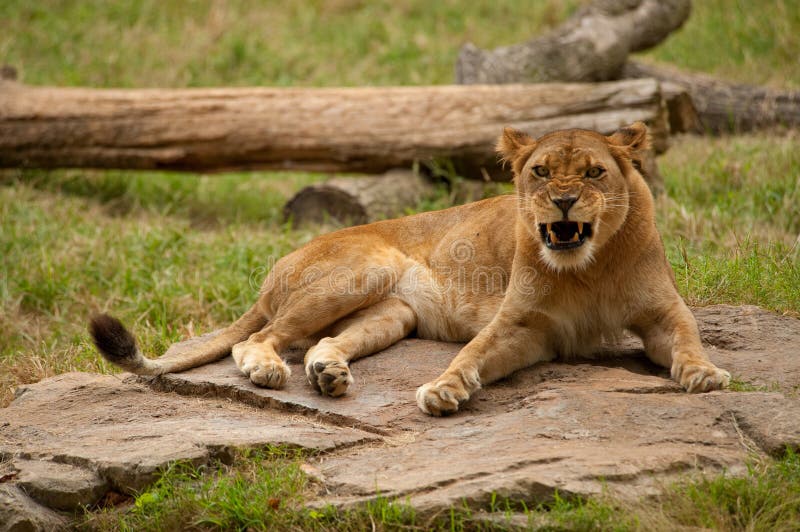 Lioness growling stock photo. Image of feline, animal - 13470052