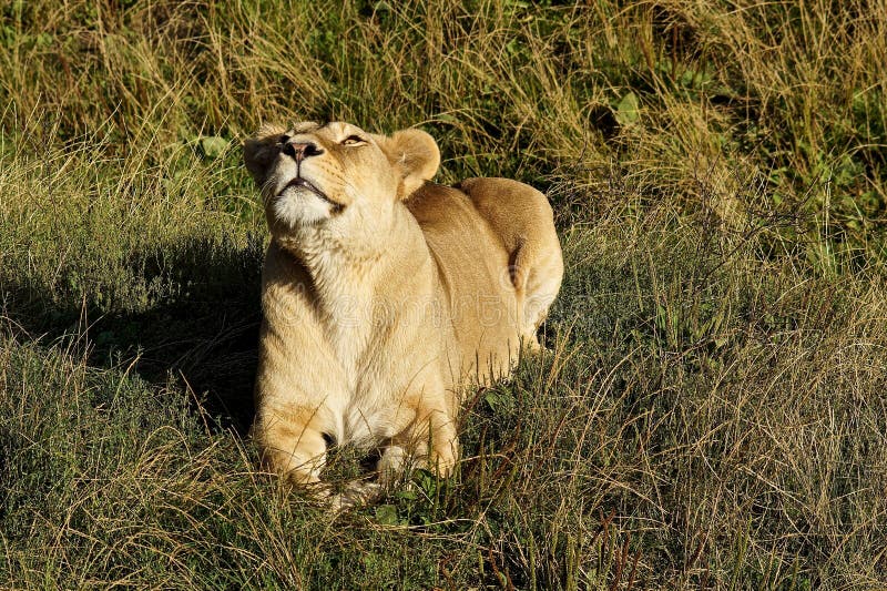 Lioness Growling in the Morning Sun Stock Photo - Image of morning ...