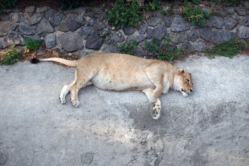 Fat Lioness Stock Photos - Free & Royalty-Free Stock Photos from Dreamstime