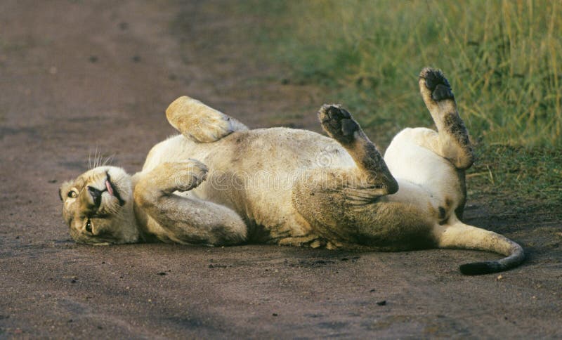 Lioness on her back stock image. Image of habitat, lion - 18202377