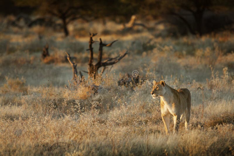 Lioness hunting stock photo. Image of tanzania, etosha - 200232952
