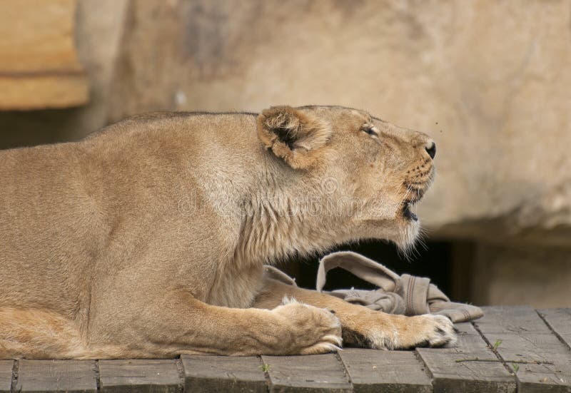 Lioness stock image. Image of relax, reddish, outside - 26862989