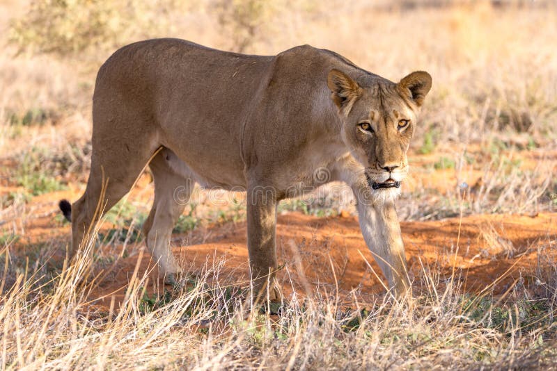Lioness in Kgalagadi National Park Stock Photo - Image of cubs, family ...