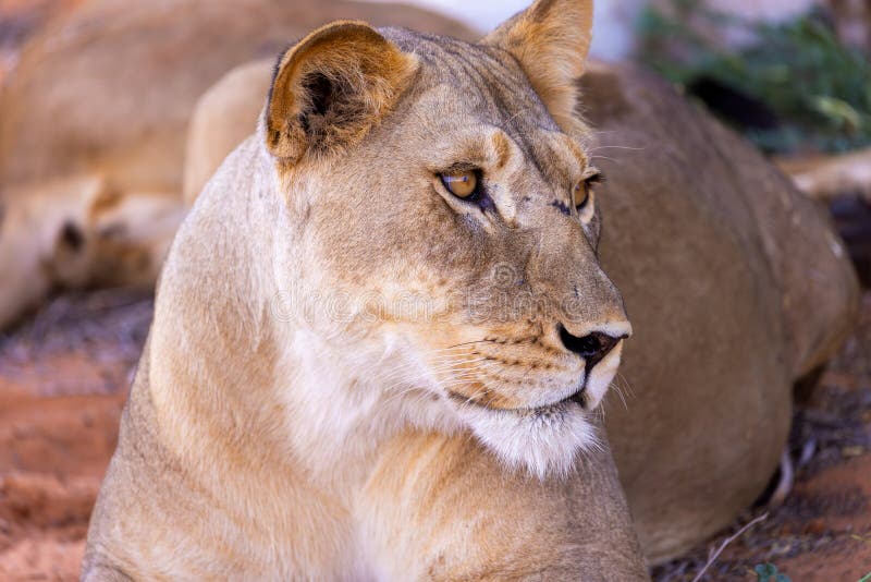 Lioness at the Kgalagadi National Park Stock Photo - Image of kgalagadi ...
