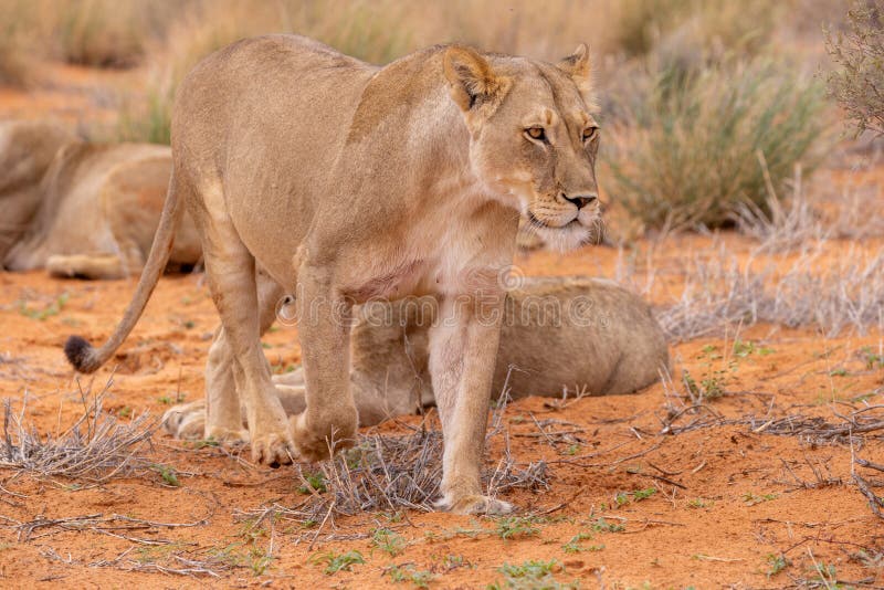 Lioness in Kgalagadi National Park Stock Photo - Image of feliformia, male: 385930376