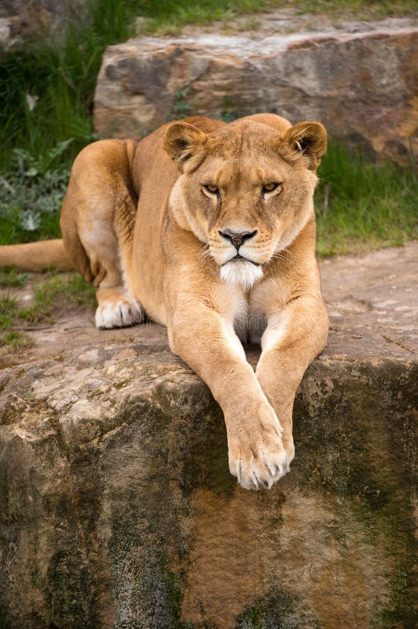 Lioness stock photo. Image of wild, nature, endangered - 30787418