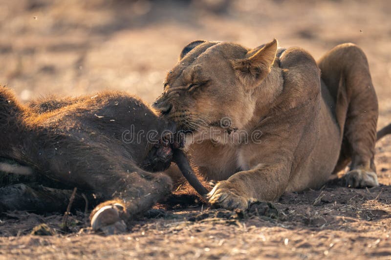 Lioness Lies Chewing Rump of Buffalo Carcase Stock Image - Image of ...