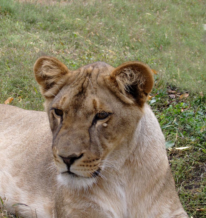 Lioness stock photo. Image of strong, hunter, yellow - 82232506