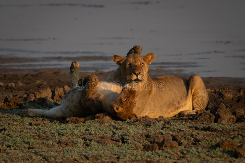 Lioness Lies by Dead Branches in Sunshine Stock Photo - Image of mammal ...