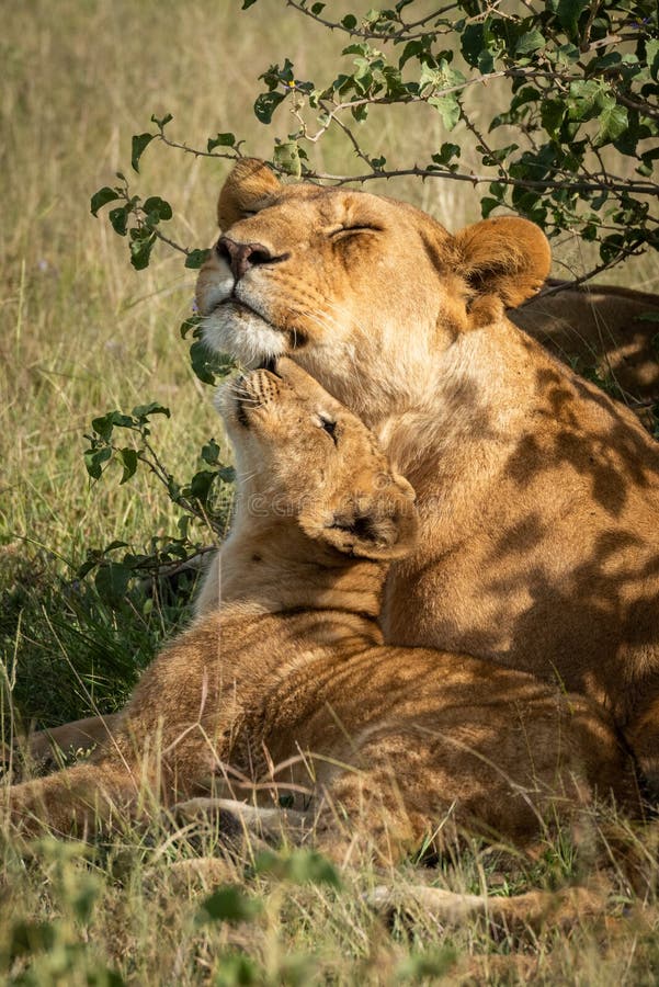 Lioness and Cub Rubbing Heads Stock Photo - Image of company, animal ...