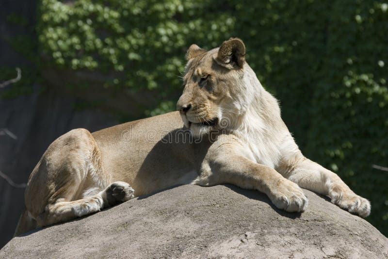 Lioness Looking Back Picture. Image: 3925651
