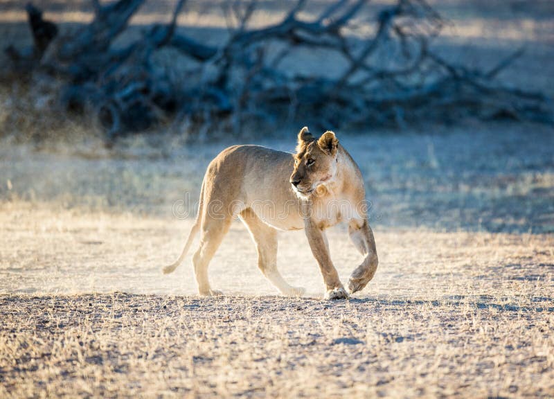 Lioness looking back stock image. Image of national - 121101897