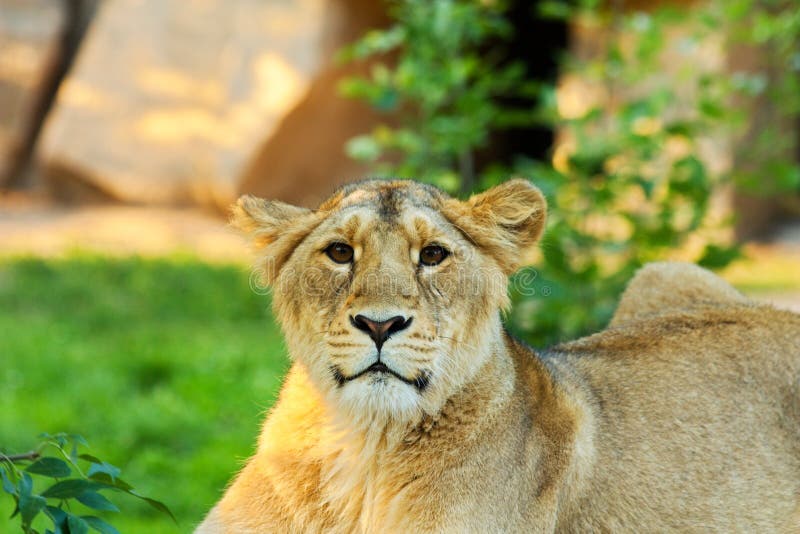 Lioness stock image. Image of peace, desert, natural - 43580033