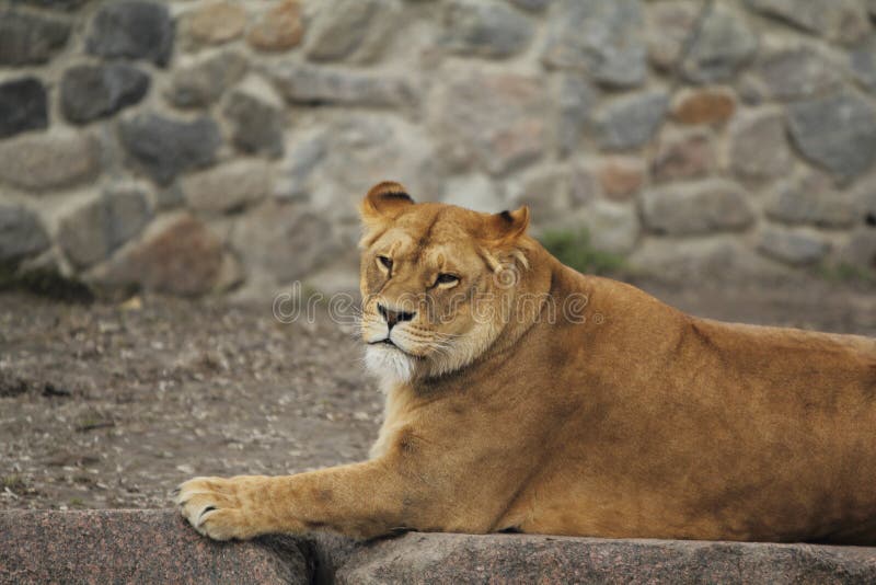 115 Sad Lioness Stock Photos - Free & Royalty-Free Stock Photos from ...