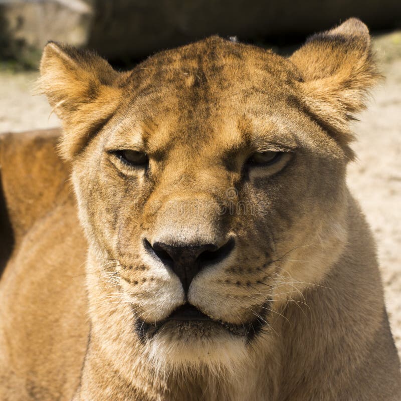 Lioness Lying Down and Resting Stock Image - Image of wildlife, king ...