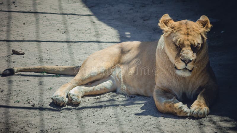 115 Sad Lioness Stock Photos - Free & Royalty-Free Stock Photos from ...