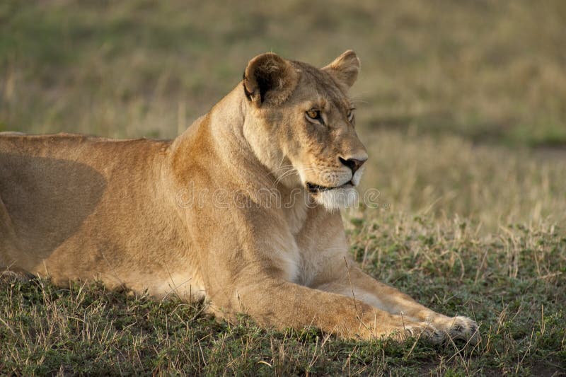 Lioness stock image. Image of lion, panthera, safari - 34496453