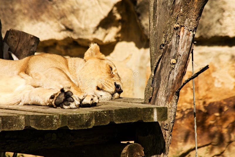 Lioness stock image. Image of peace, desert, natural - 43580033