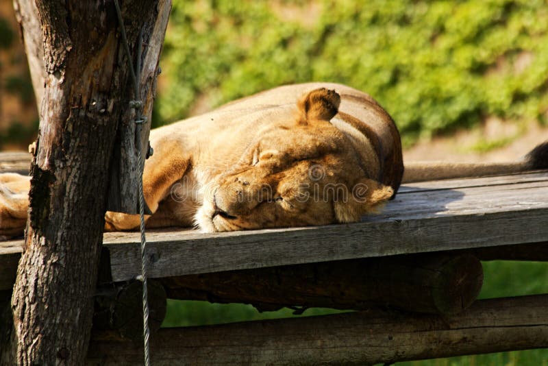 Lioness stock image. Image of peace, desert, natural - 43580033